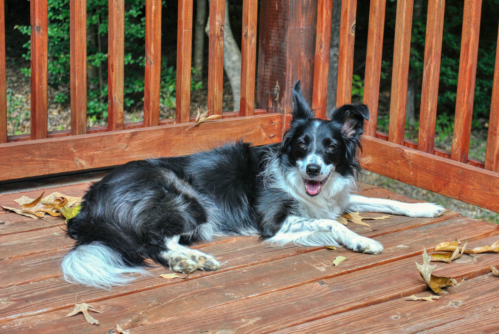 Perth Dog Kennels 10 Things To Look For In A Kennel perth-dog-kennels-10-things-to-look-for-in-a-kennel